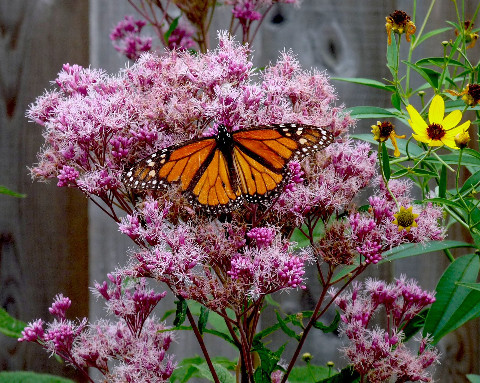 Monarch Butterfly – Essex County Nature