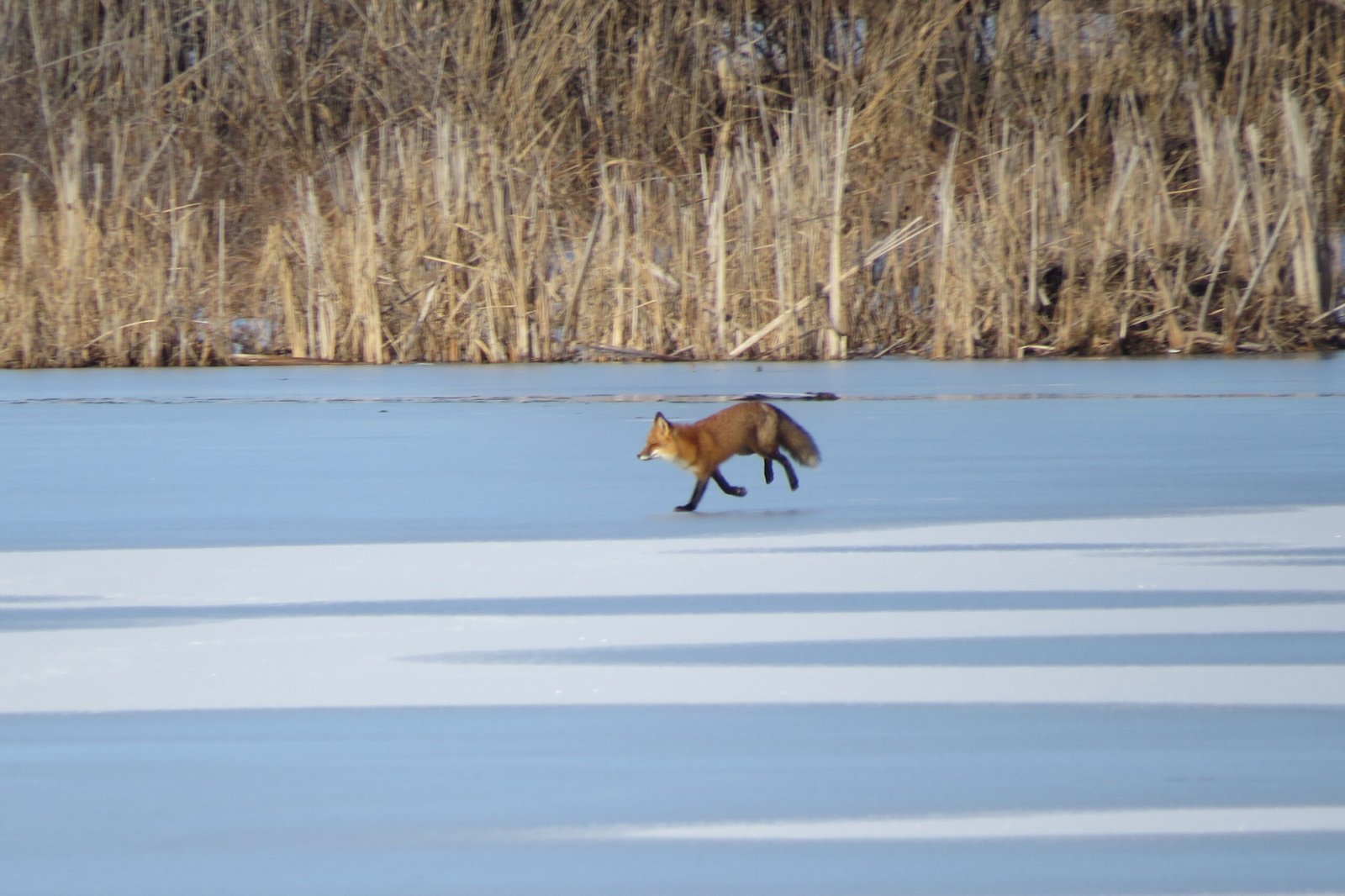 Red Fox – Essex County Nature
